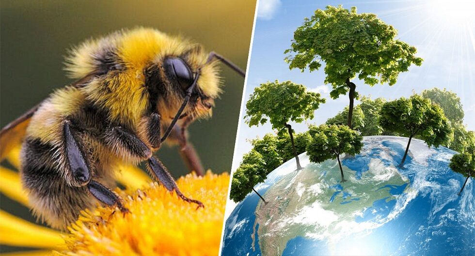 Día Mundial de las Abejas: Y su Importancia para el planeta tierra