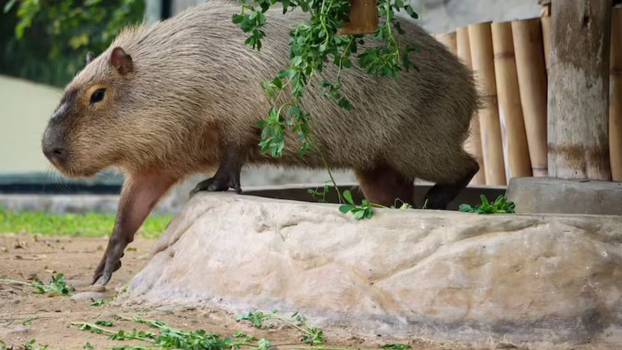 Wilson, el capibara del Parque de las Leyendas: ¿En qué zona se encuentra?